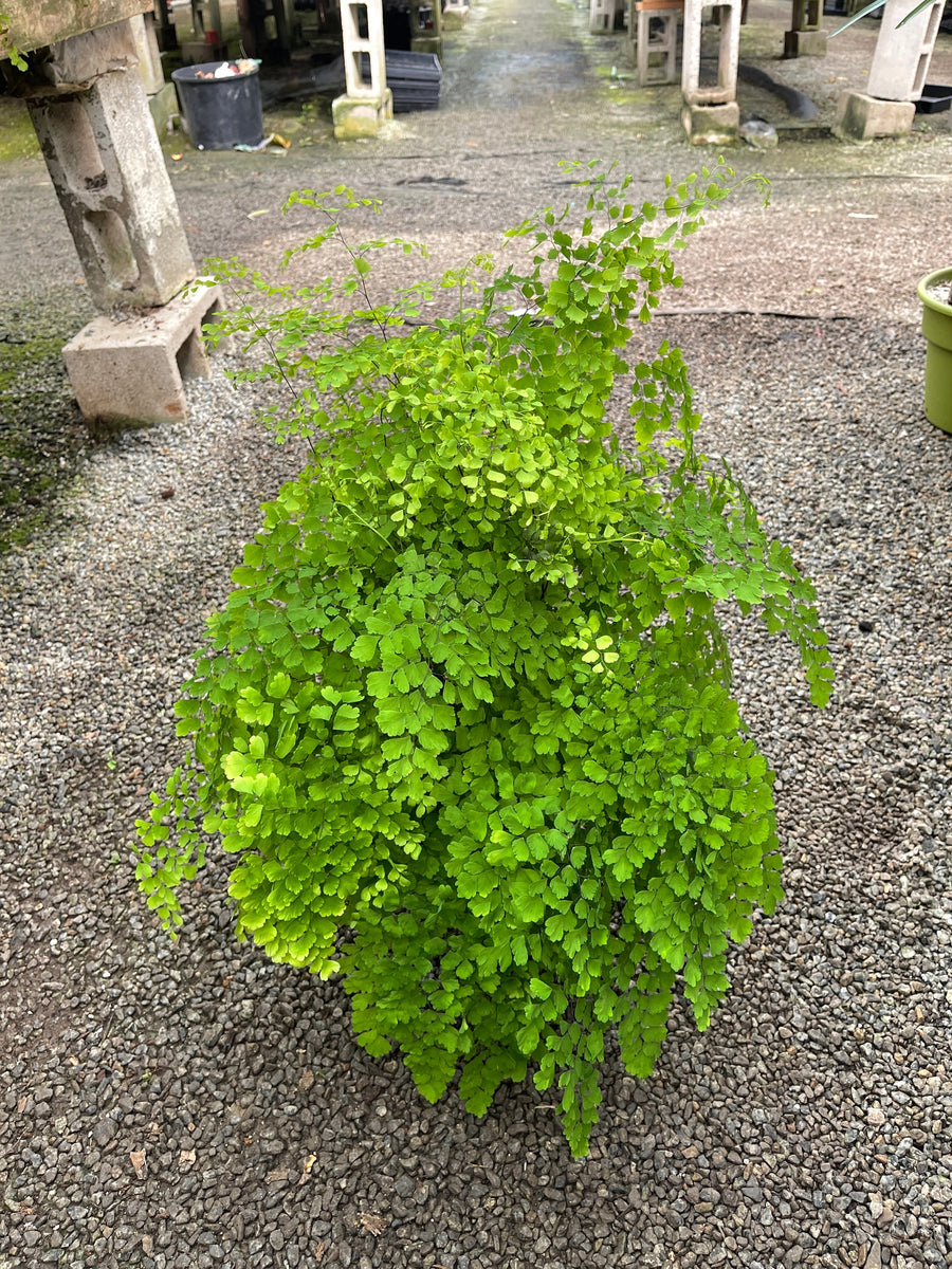 Maidenhair Fern Adiantum raddianum Live Plant 6'' Pot – Dose of Succulents