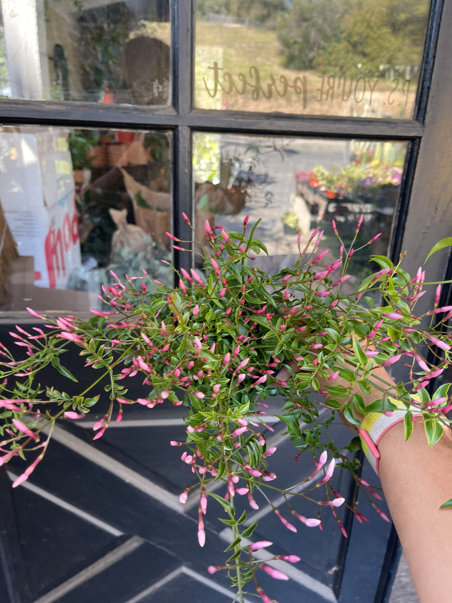 Pink Jasmine Vining Live Plant 4'' pot – Dose of Succulents