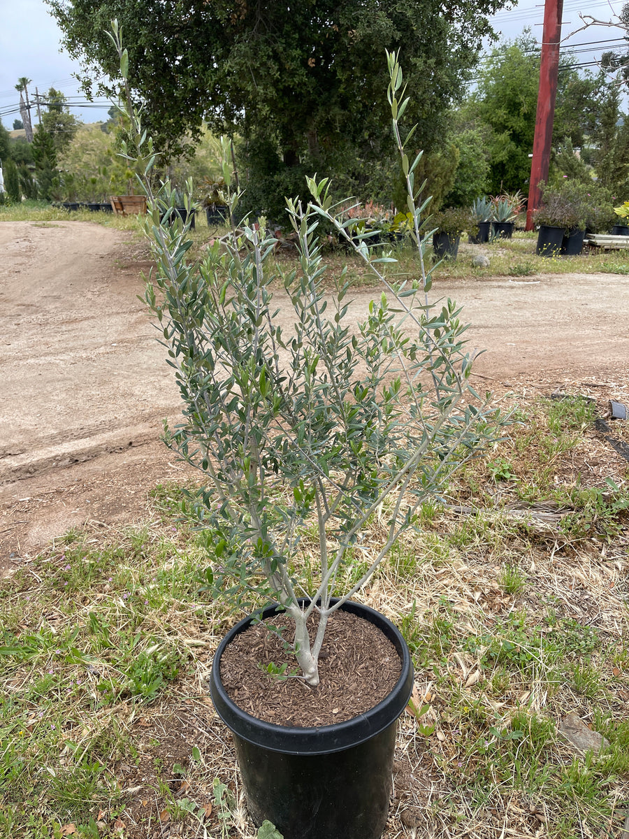 Olea europaea 'Wilsonii' Live plant 3’ tree Established tree – Dose of ...