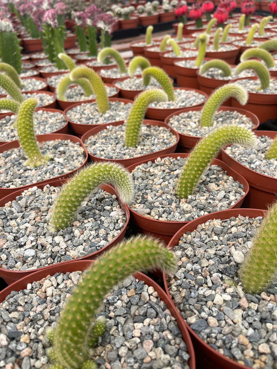 Monkey Tail Cactus Hildewintera Colademononis 6'' Pot – Dose of Succulents