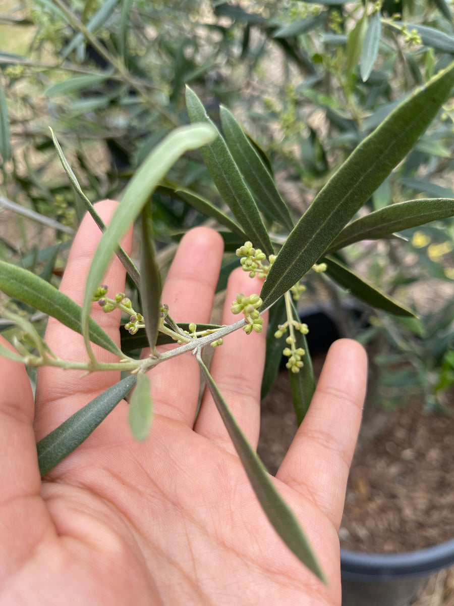Olea europaea 'Wilsonii' Live plant 3’ tree Established tree – Dose of ...