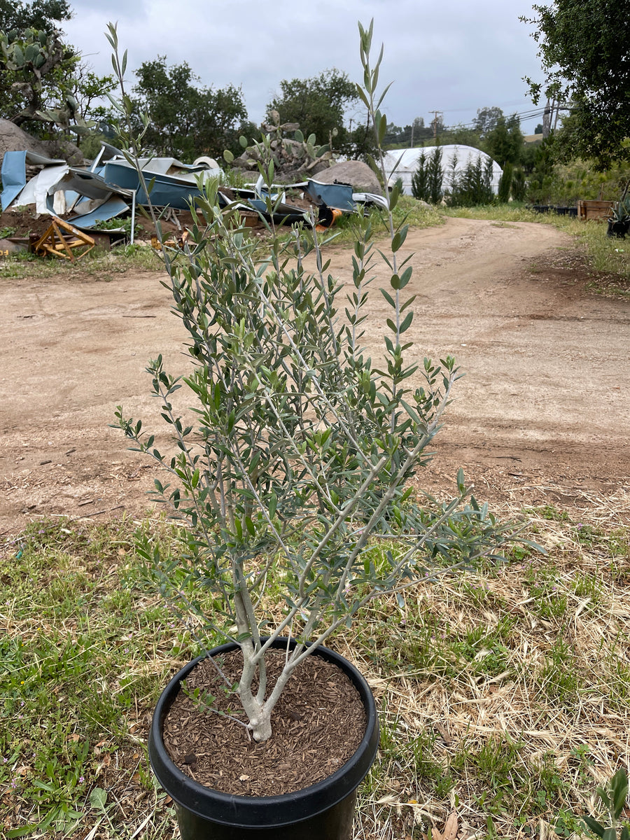 Olea europaea 'Wilsonii' Live plant 3’ tree Established tree – Dose of ...