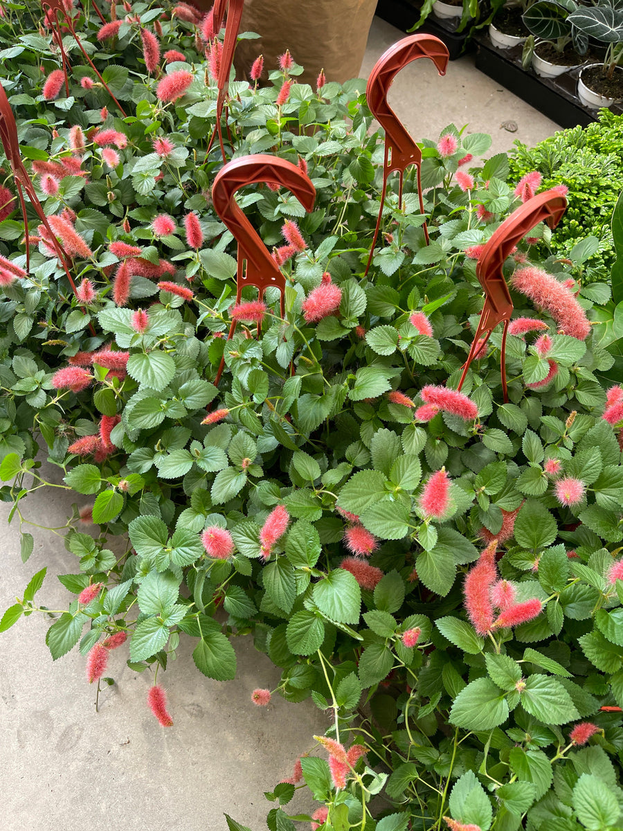 Strawberry Fire Tail Plant Chenille Live Plant Acalypha pendula 6'' Po ...