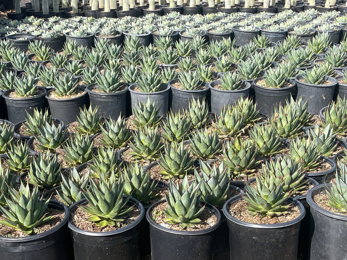 Agave Blue Glow – Dose of Succulents