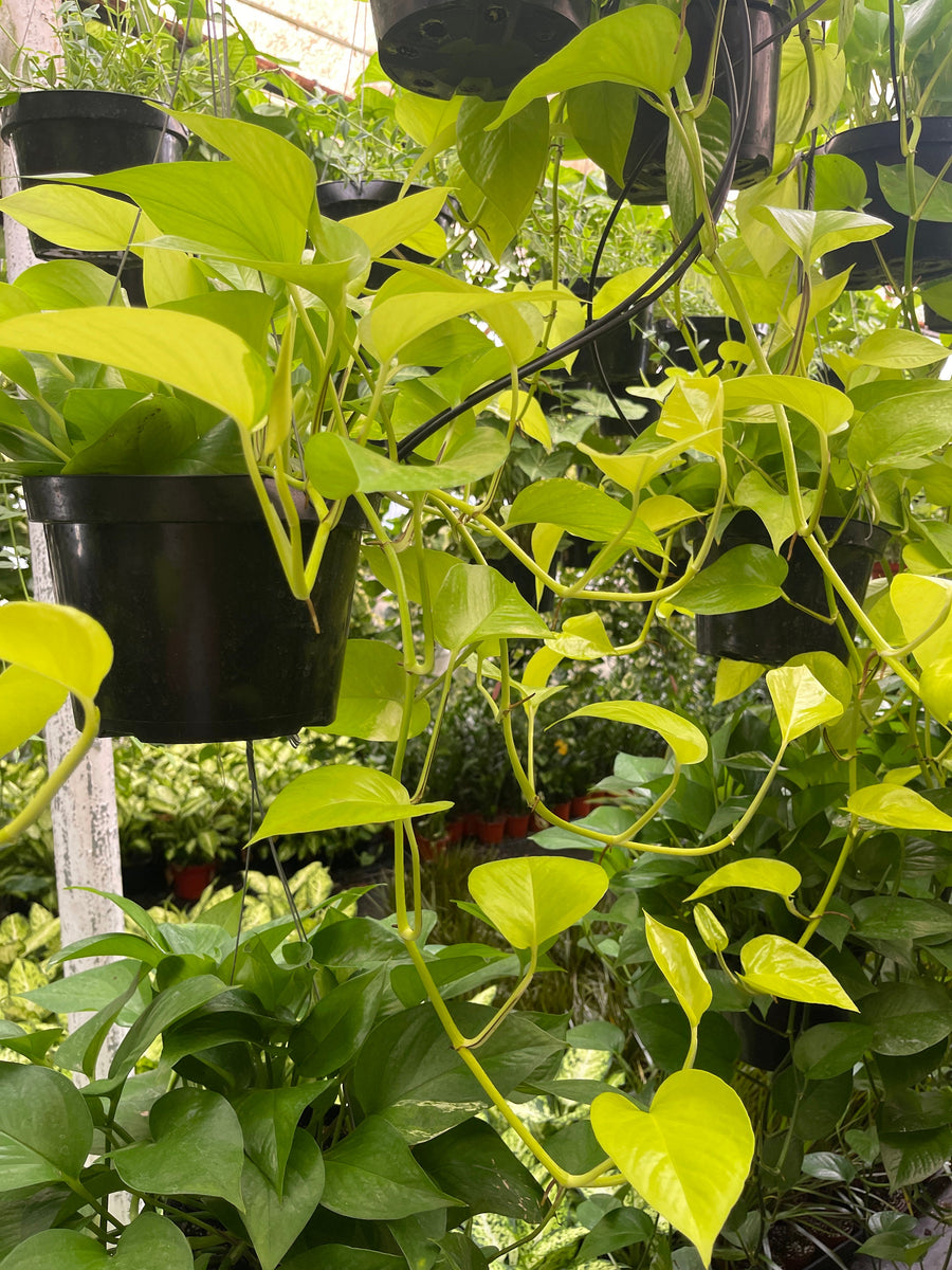 Neon Pothos Live plant 6’’ hanging Basket – Dose of Succulents