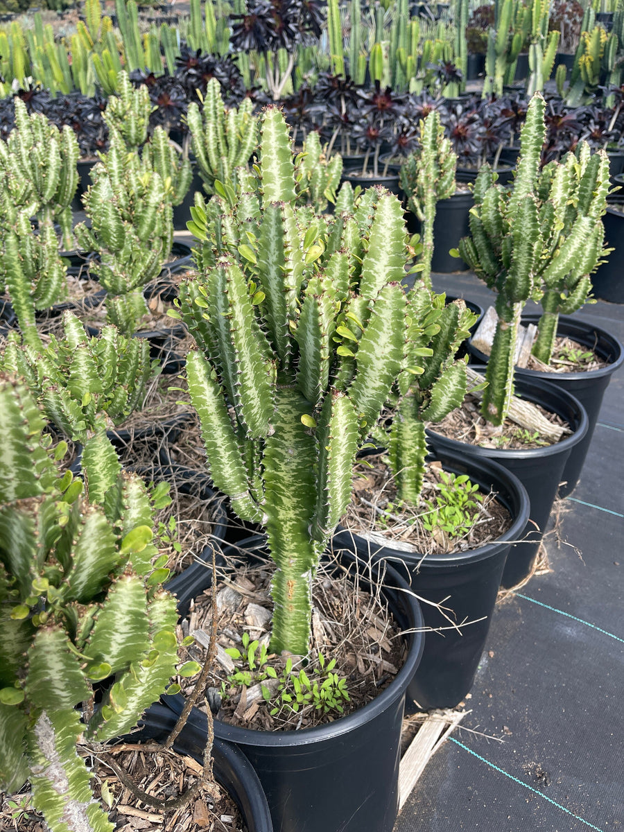 Euphorbia Trigona Dragon Tree Live plant – Dose of Succulents
