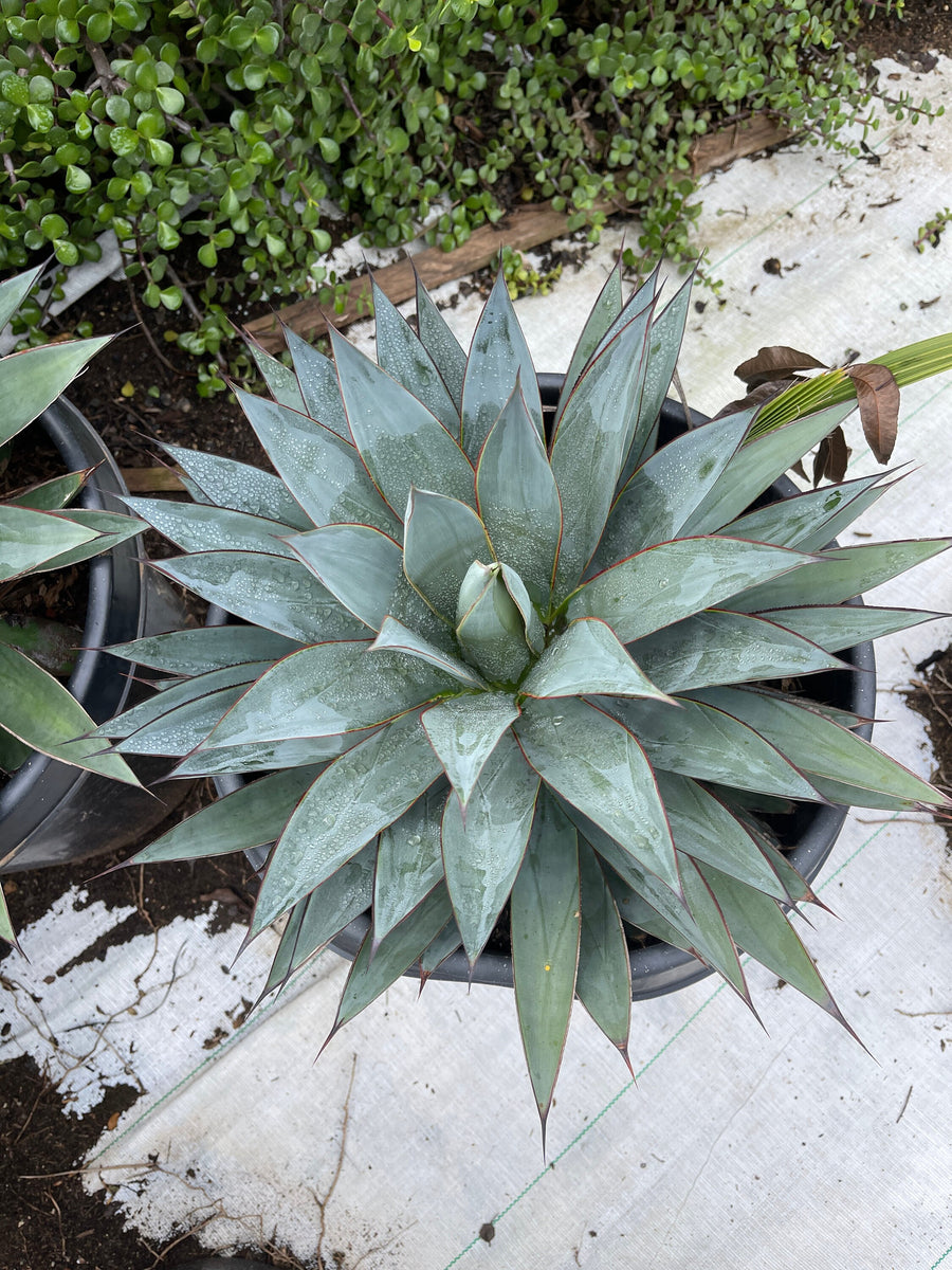 Very Large Agave Blue Glow Live plant 16’’ WIDE!!! – Dose of Succulents
