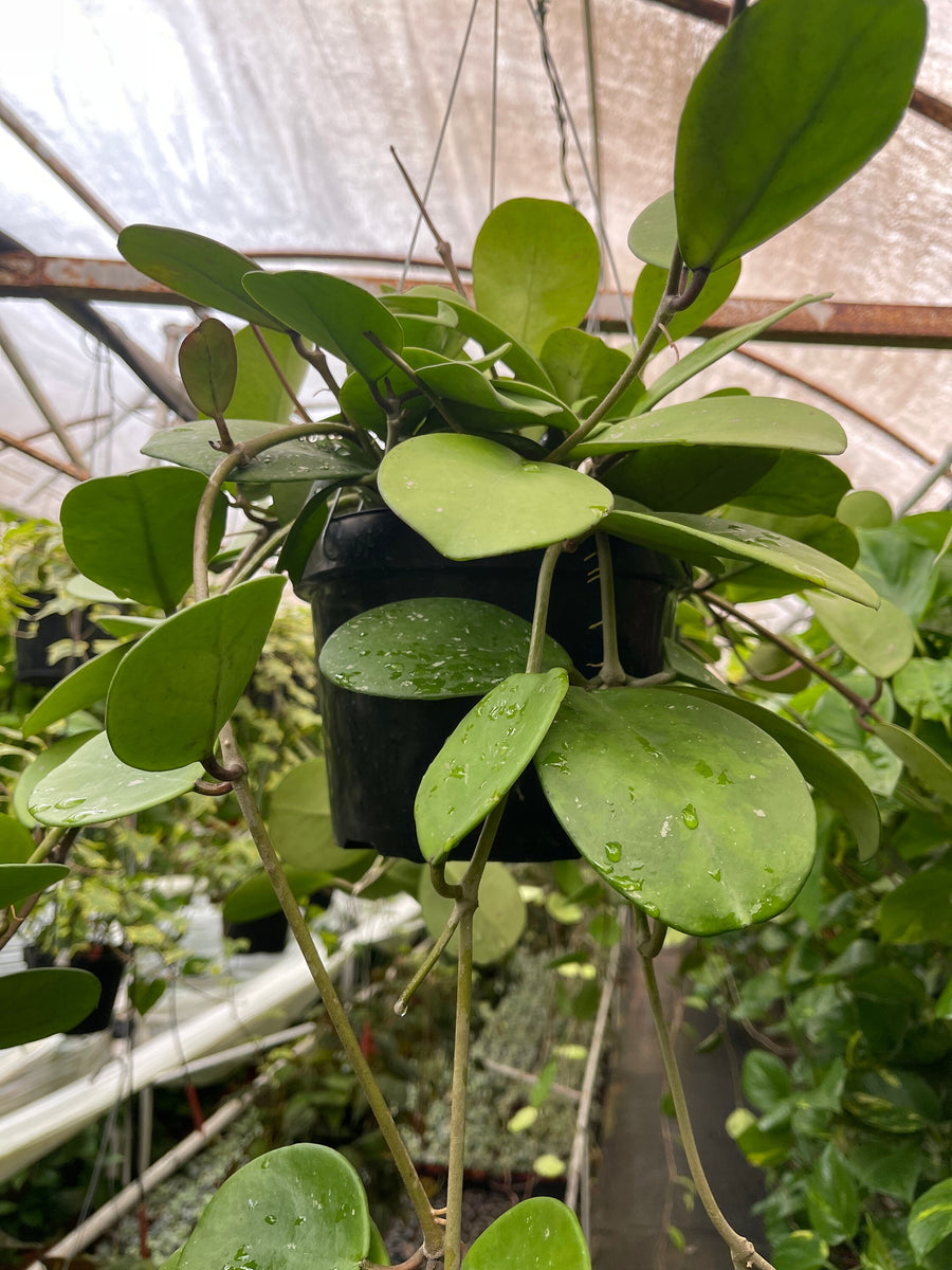 Hoya Obovata 8’’ pot Trailing Long Live plant – Dose of Succulents