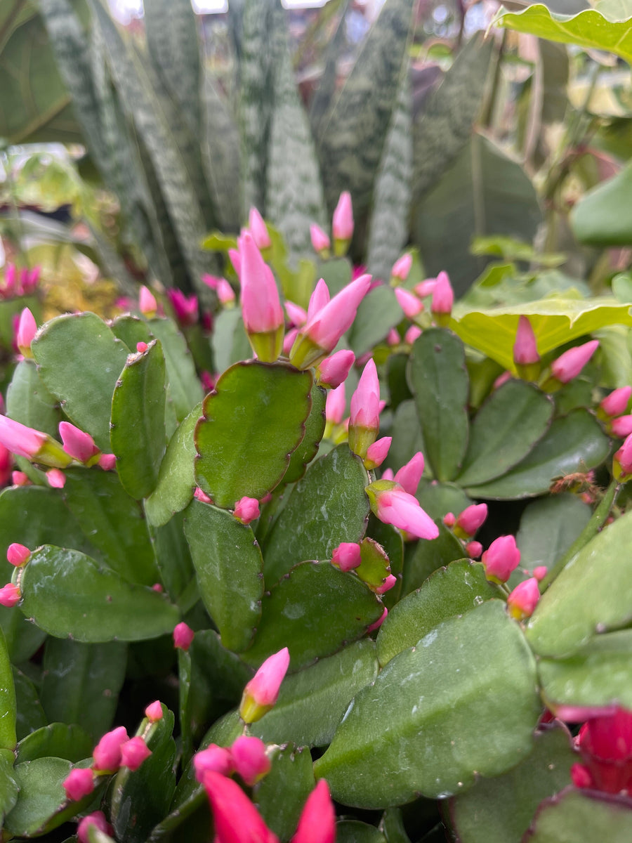 Spring Cactus Easter Cactus Rhipsalidopsis gaertneri Live Plant 6'' Po ...