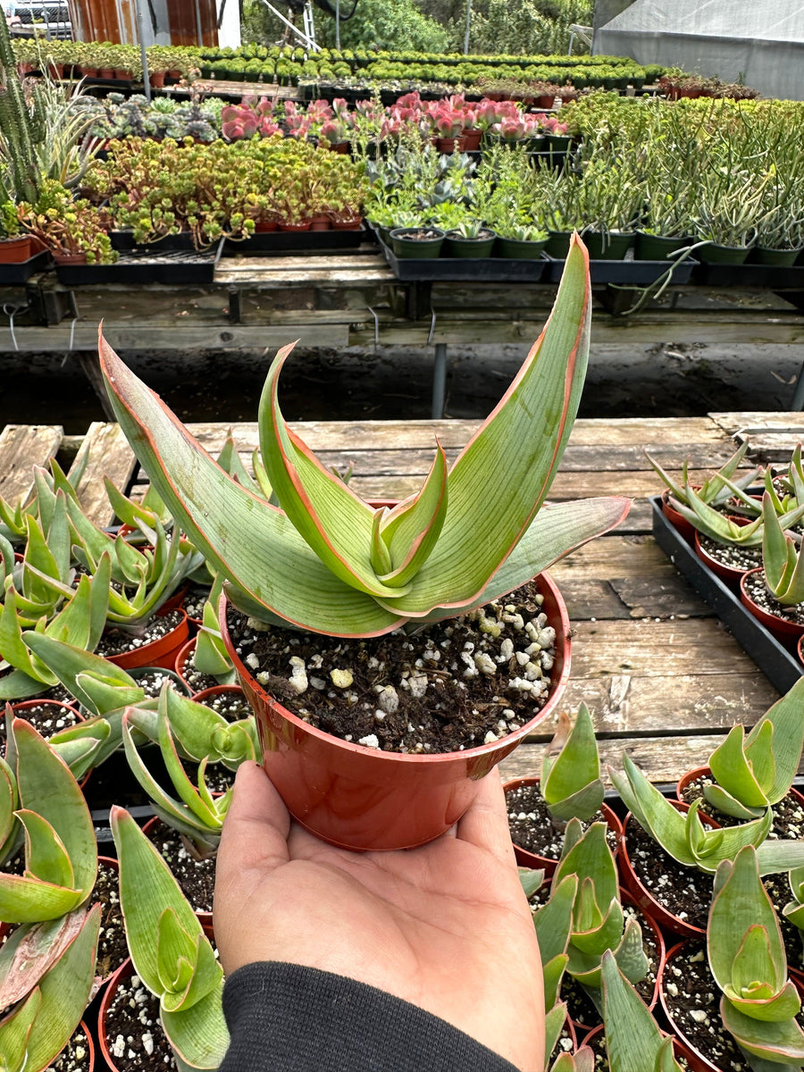 Coral Aloe Striata 4'' Pot Live Plant – Dose of Succulents