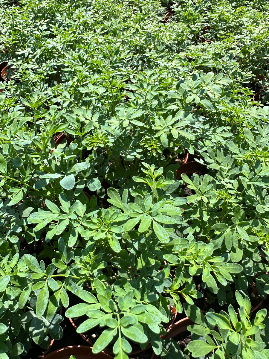 Live Rue Plant in 4-Inch Pot - Fresh Herb for Home Gardens - Aromatic ...